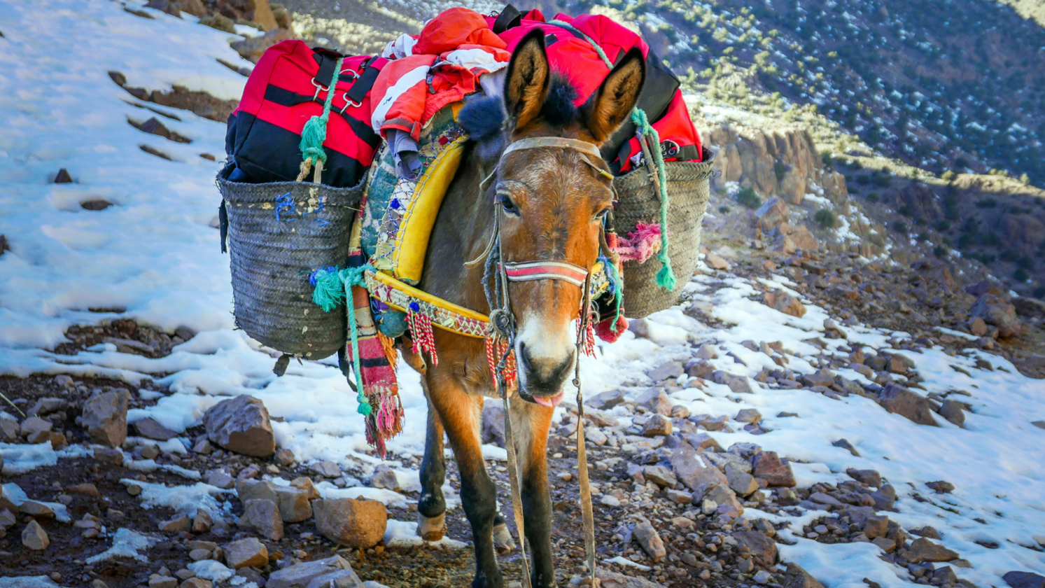 Working Animals' rights you should know about