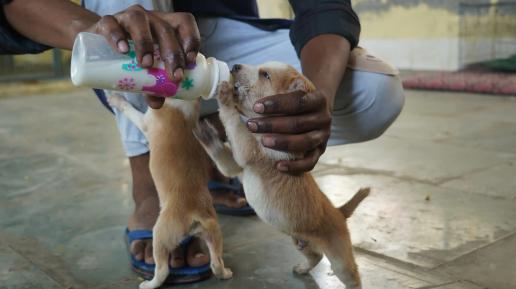 Healing paws: the mission of an animal NGO in India to rescue stray dogs from cruelty