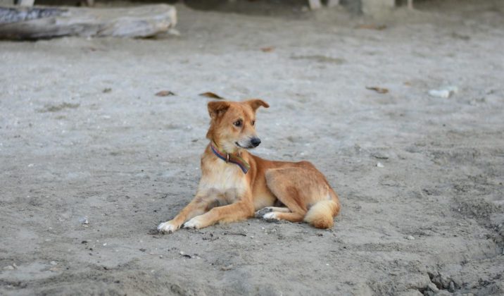 Help care for abused street dogs and support this animal NGO in India ...