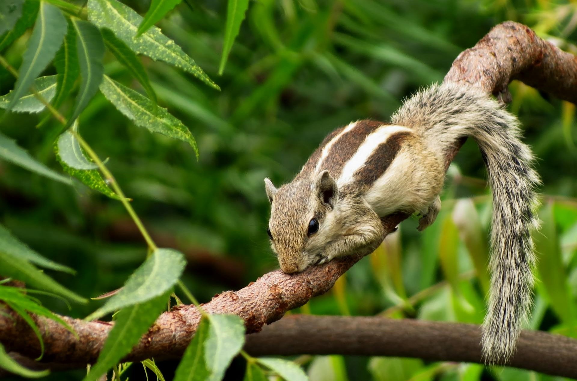 5 reasons to plant trees: Peepal Baba’s green mission - give.do