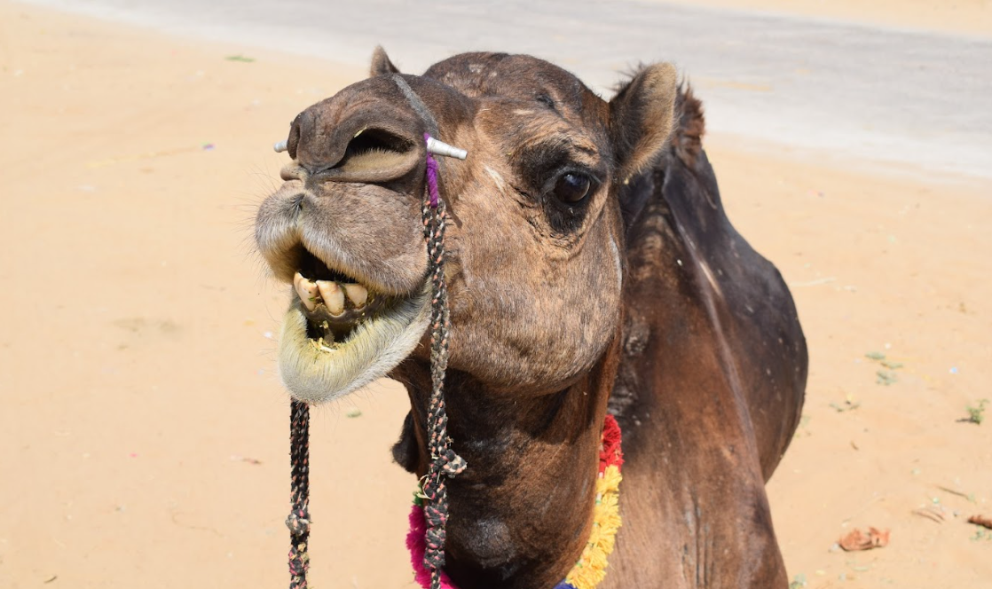 Help abused and overworked camels in India - give.do