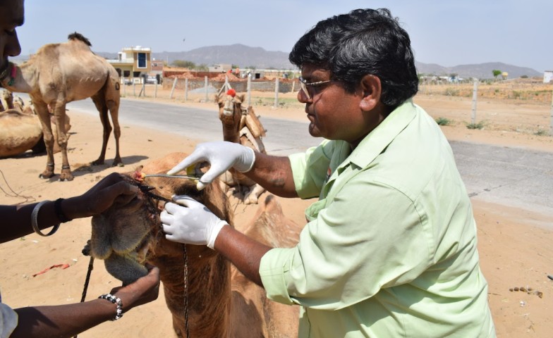Help abused and overworked camels in India - give.do