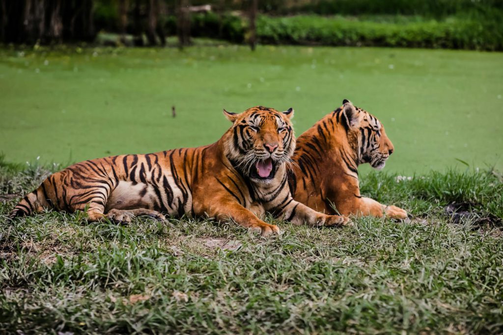 3 tiger conservation NGOs in India - give.do
