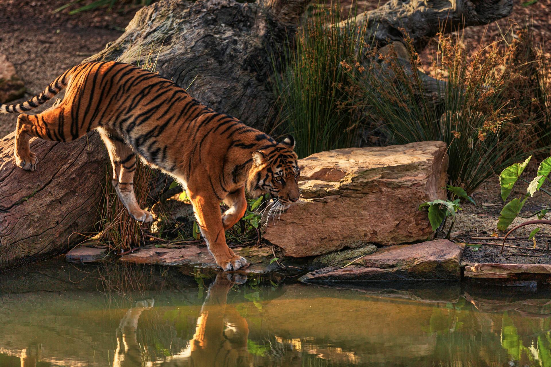 3 tiger conservation NGOs in India - give.do