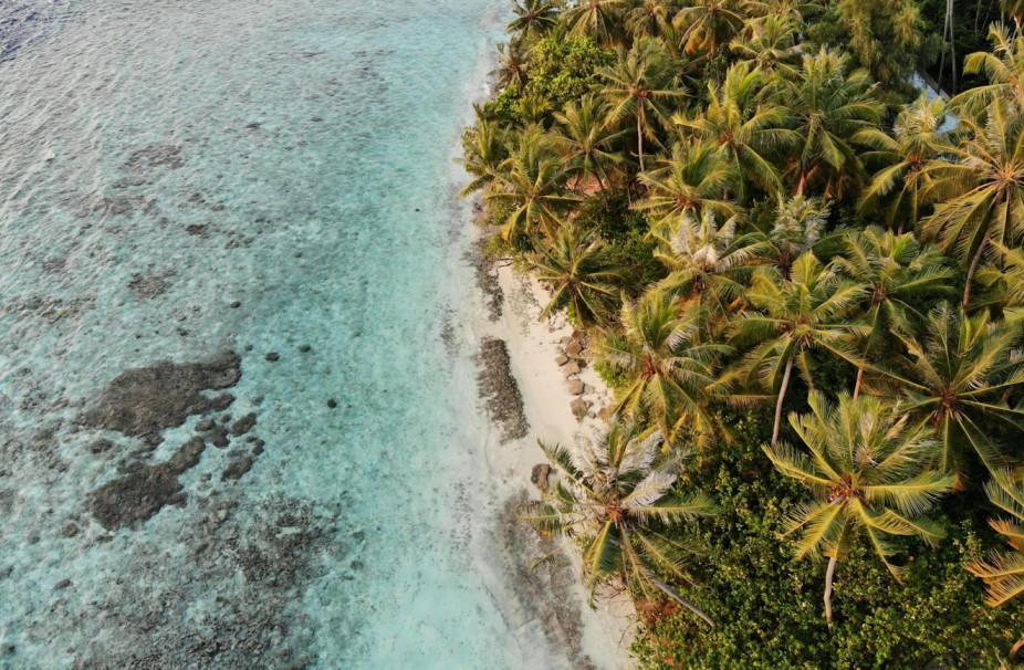 Trees and Oceans: Earth’s oxygen producers