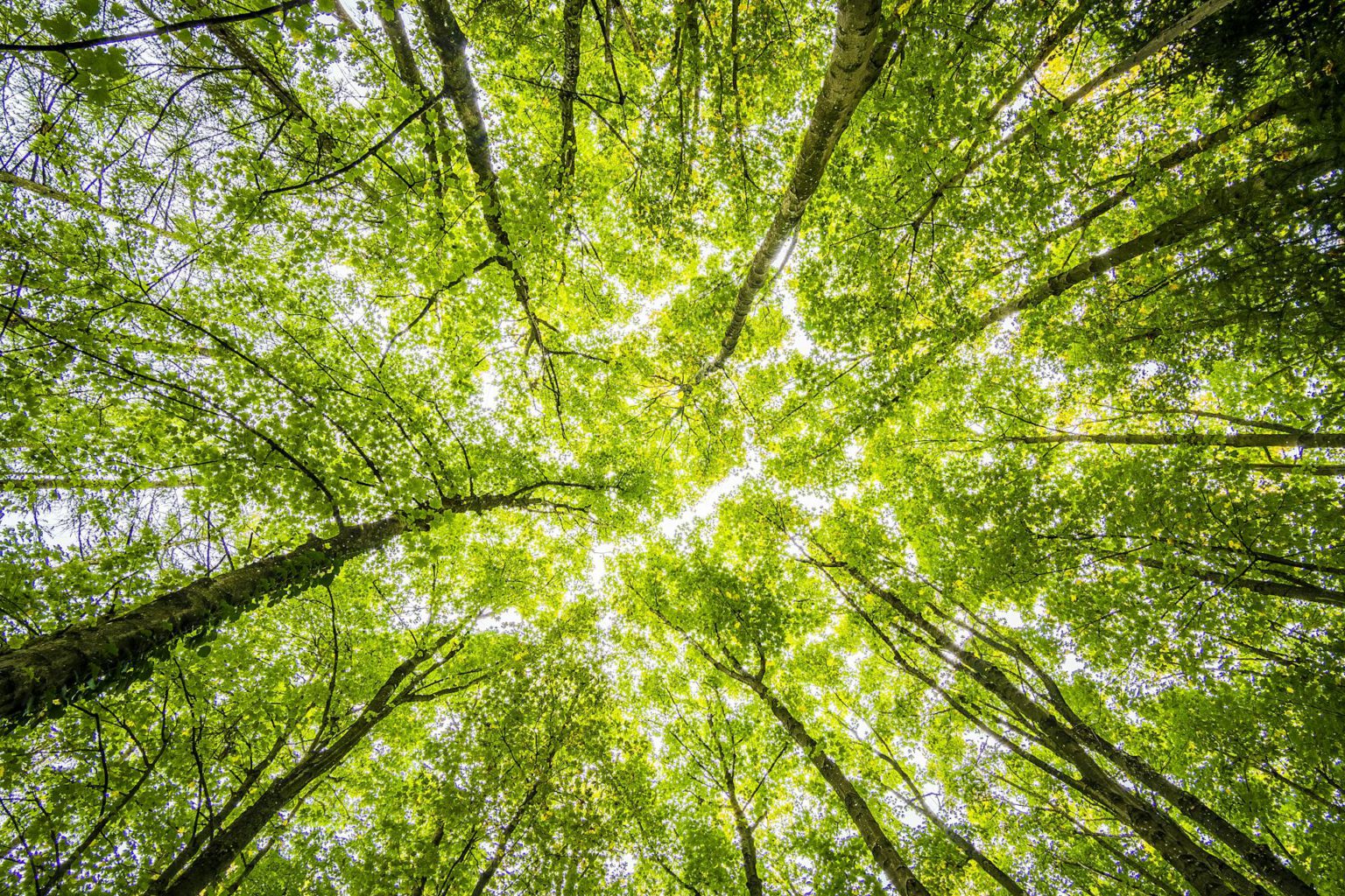 Trees and Oceans: Earth’s oxygen producers