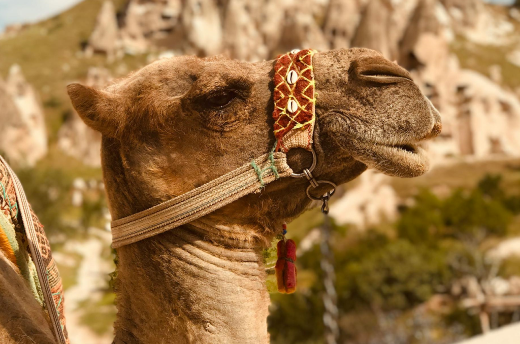 5 amazing facts about camels!