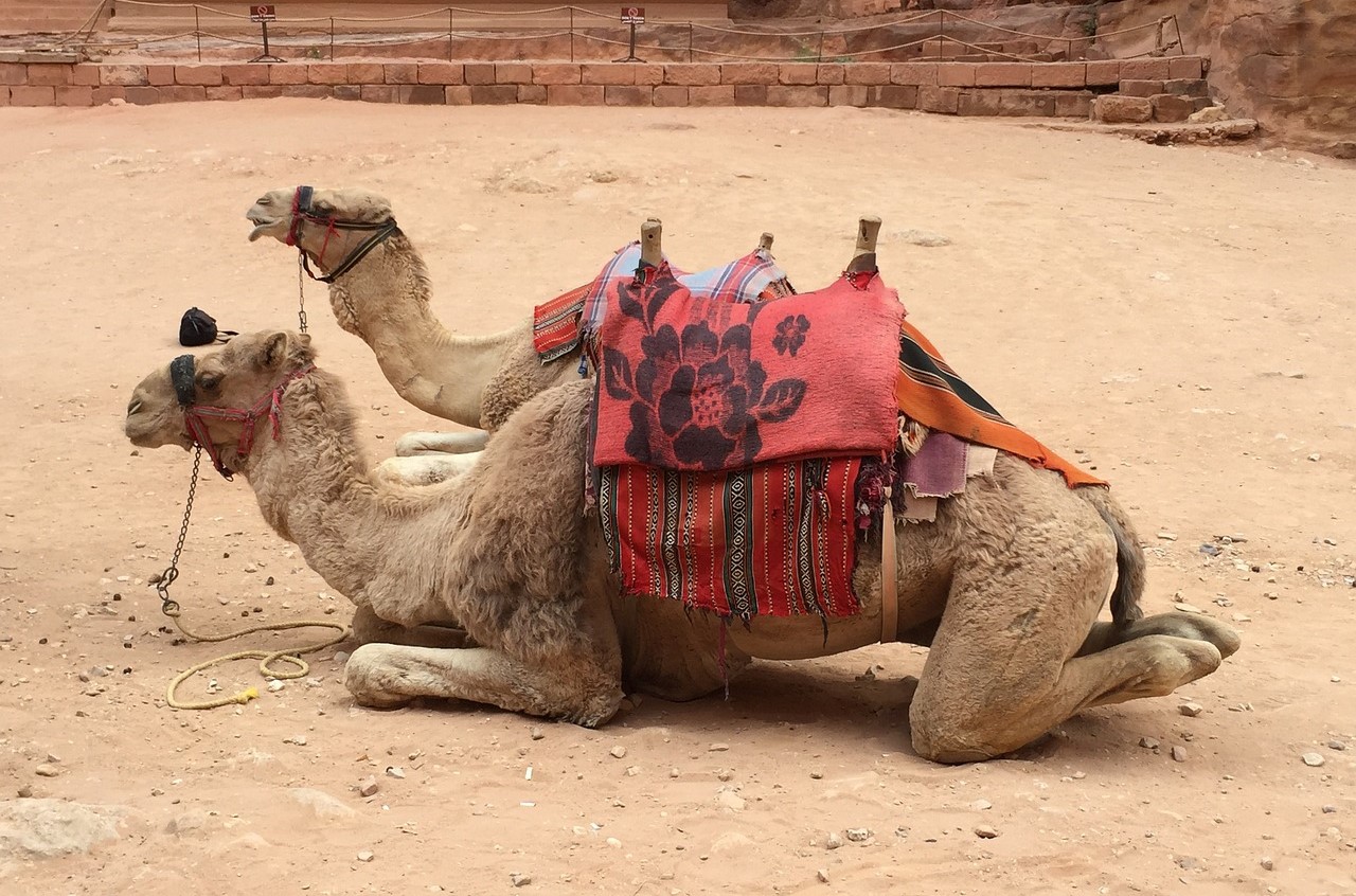 5 amazing facts about camels!