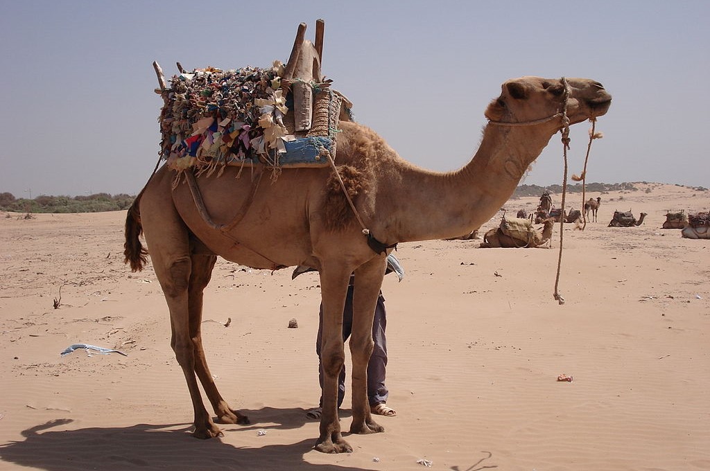 5 amazing facts about camels!