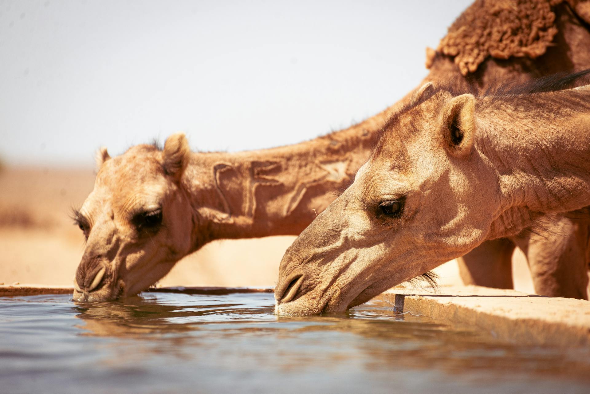5 amazing facts about camels!
