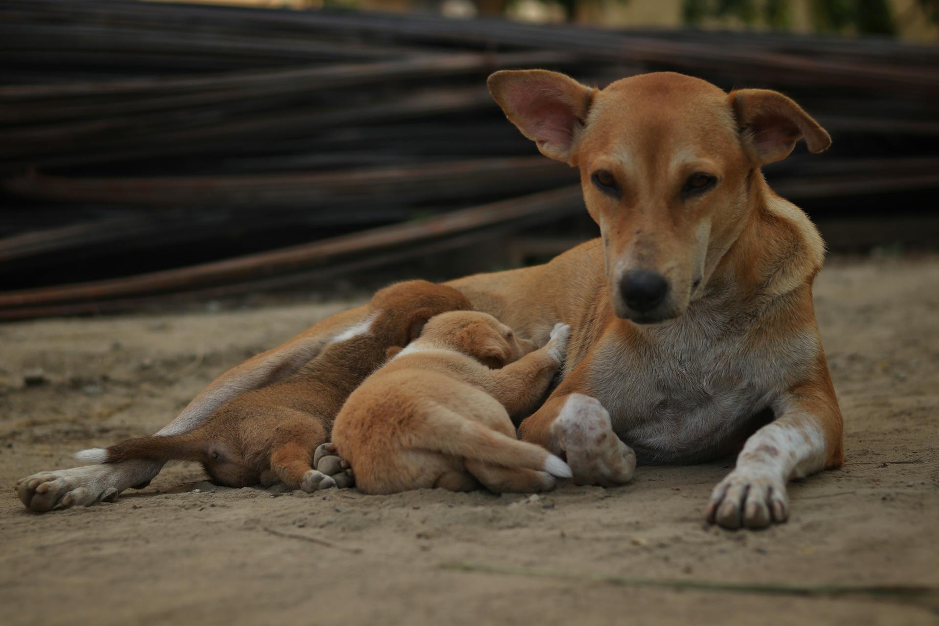 The challenging lives of 3 categories of animals: pets, strays and ...
