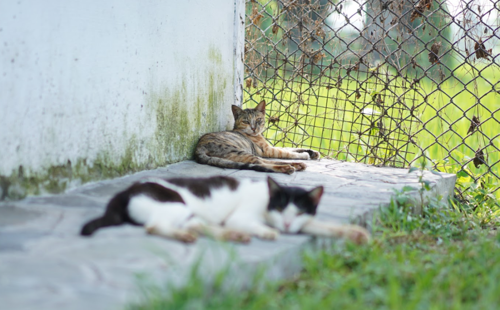 Rescuing abused stray cats: In Conversation With Priyanka Bangari of ...