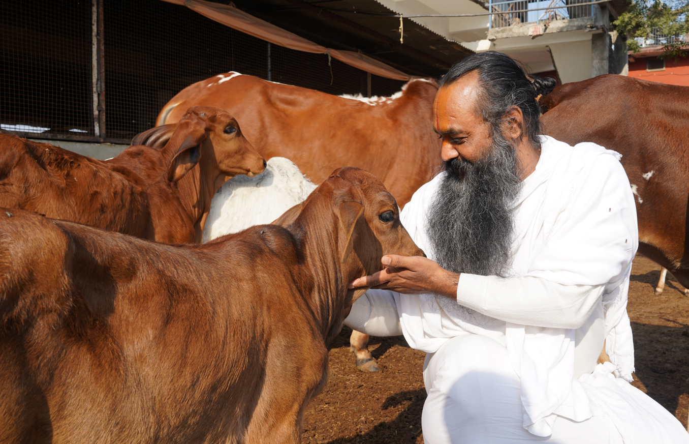 Krishnayan Gaushala: a sanctuary for abandoned and injured cows