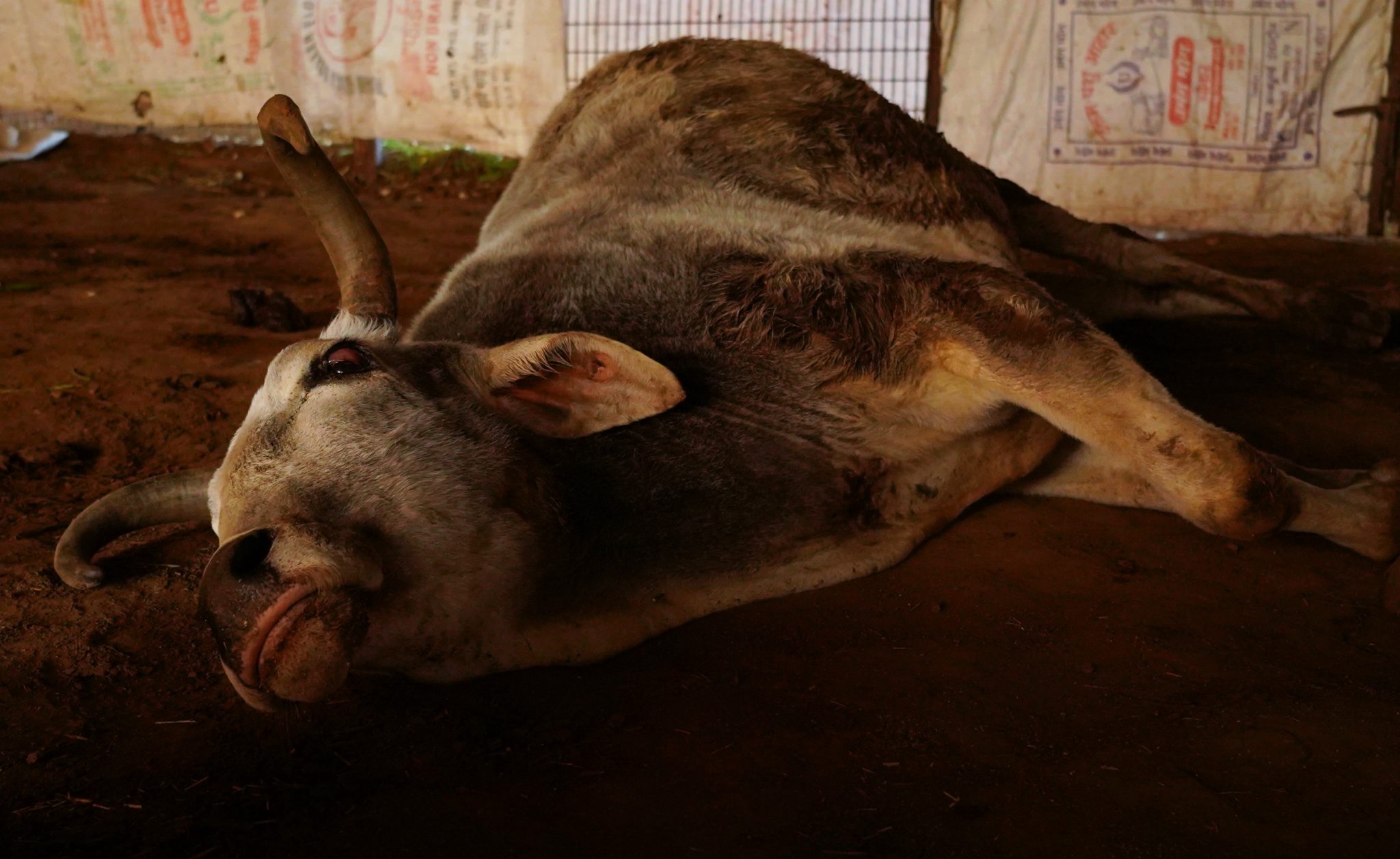 Krishnayan Gaushala: a sanctuary for abandoned and injured cows