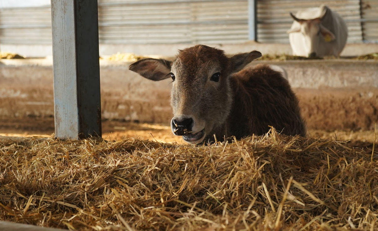 Krishnayan Gaushala: a sanctuary for abandoned and injured cows
