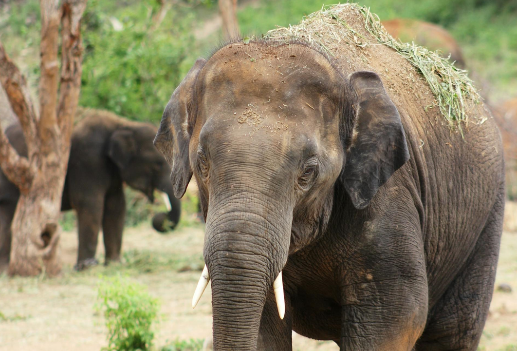 Help save these 5 endangered species in India