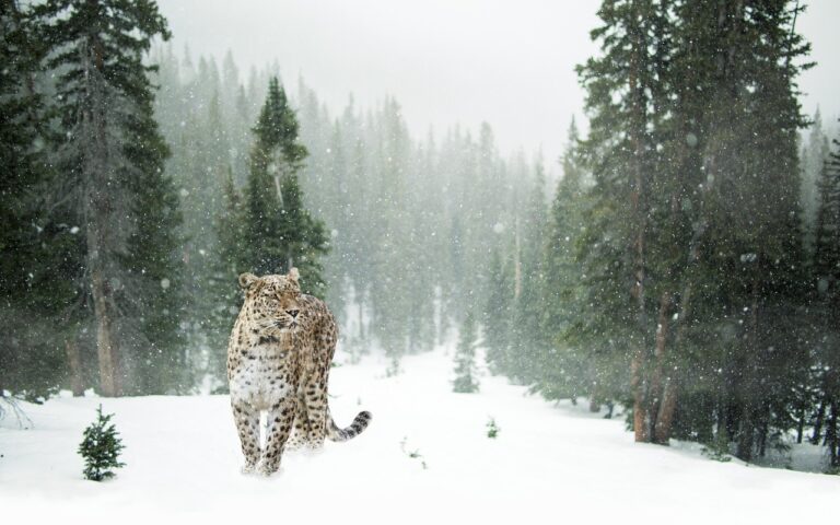 International Day of the Snow Leopard: Celebrating the legacy of ...