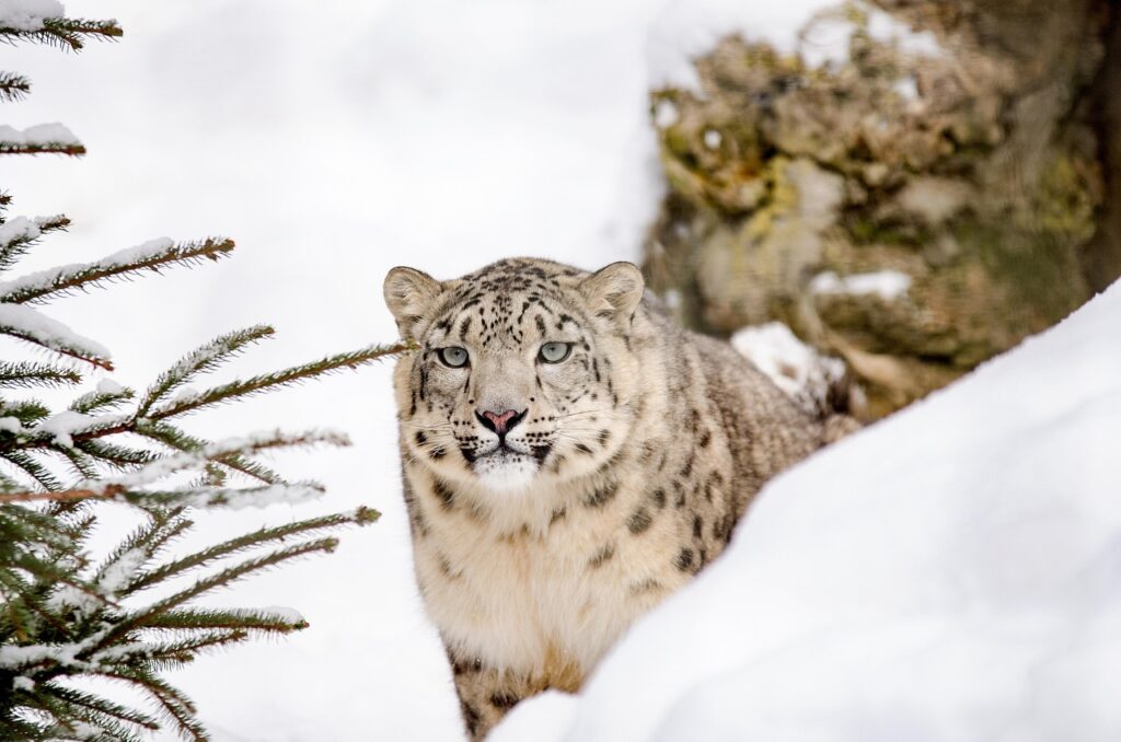 International Day of the Snow Leopard: Celebrating the legacy of ...